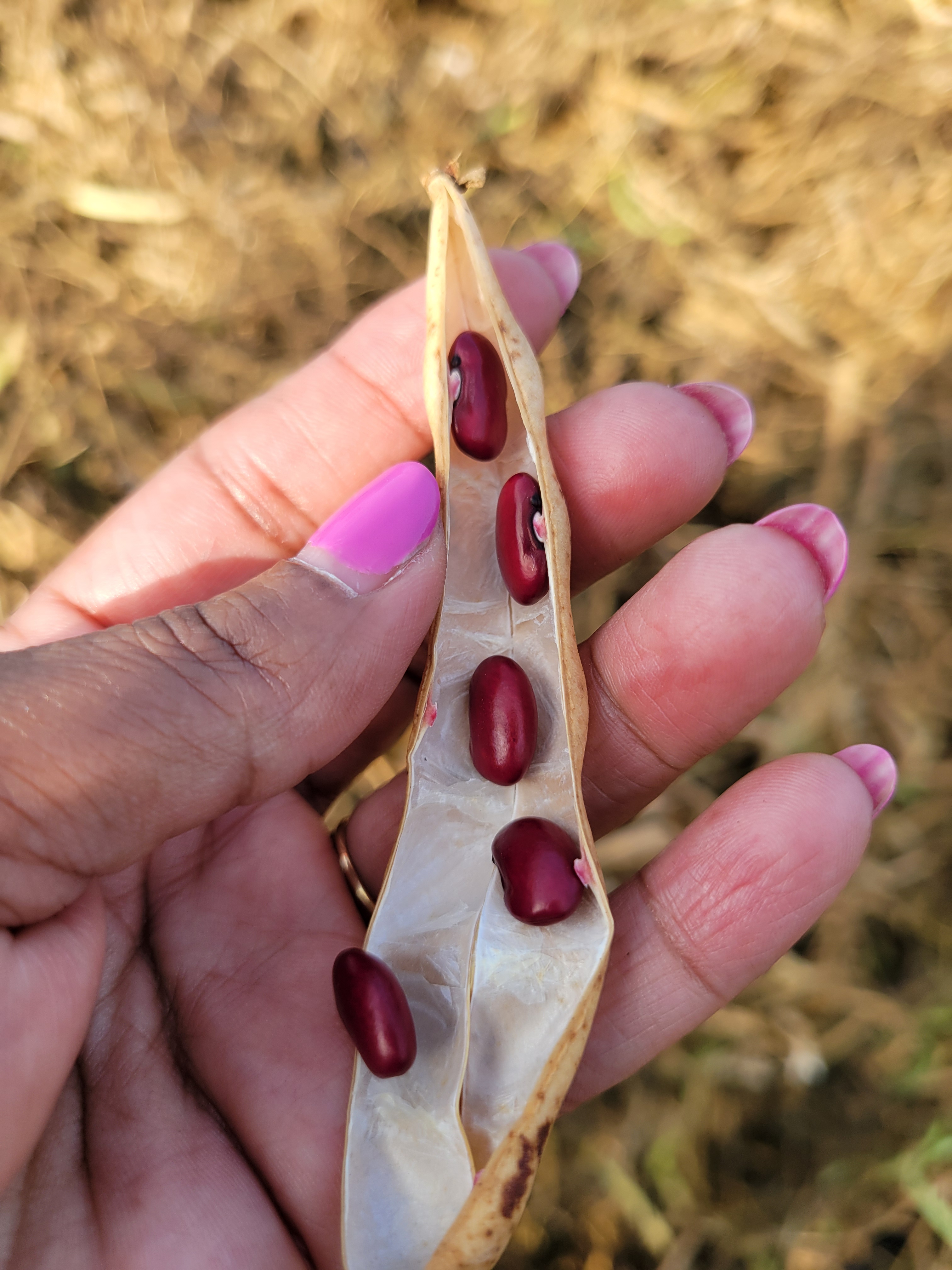 Gallery – Semay Farms ሰማይ
